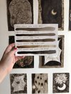 How to Make Black Walnut Ink — Samantha Sanders