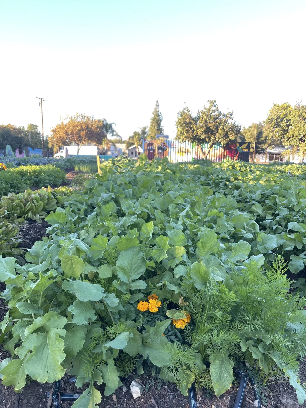 Lopez Urban Farm • Community Wellness & Urban Agriculture in Pomona