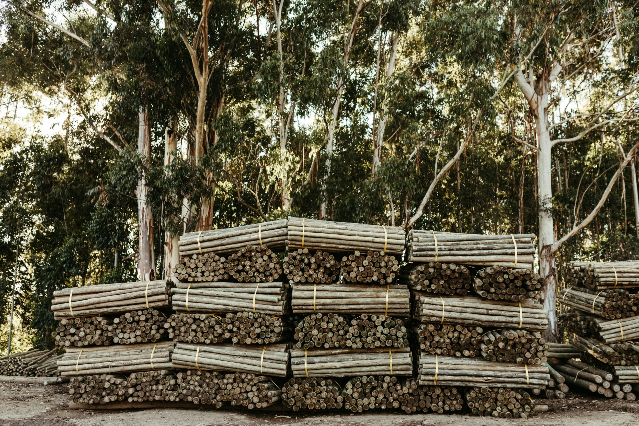 ACT-Approved Treated Wooden Poles - Treated Poles