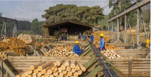 Harding Treated Timbers Plant in Kwa-Zulu Natal - Treated Poles