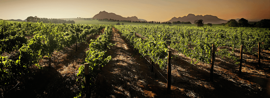 VINEYARD POSTS & WINE PRODUCTION - Treated Poles