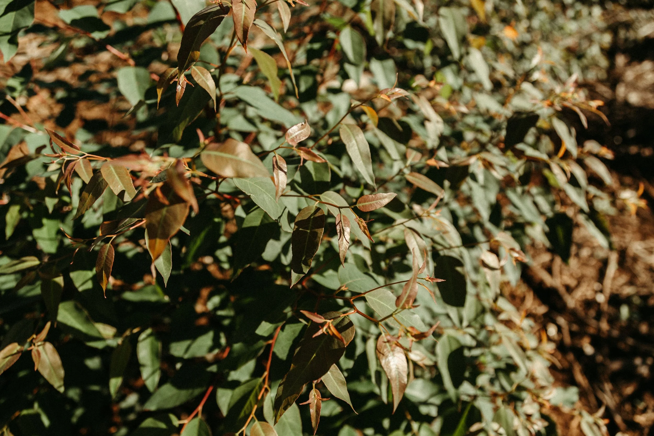 ACT-Approved Treated Wooden Poles - Treated Poles