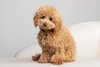 Pets — artist photographer