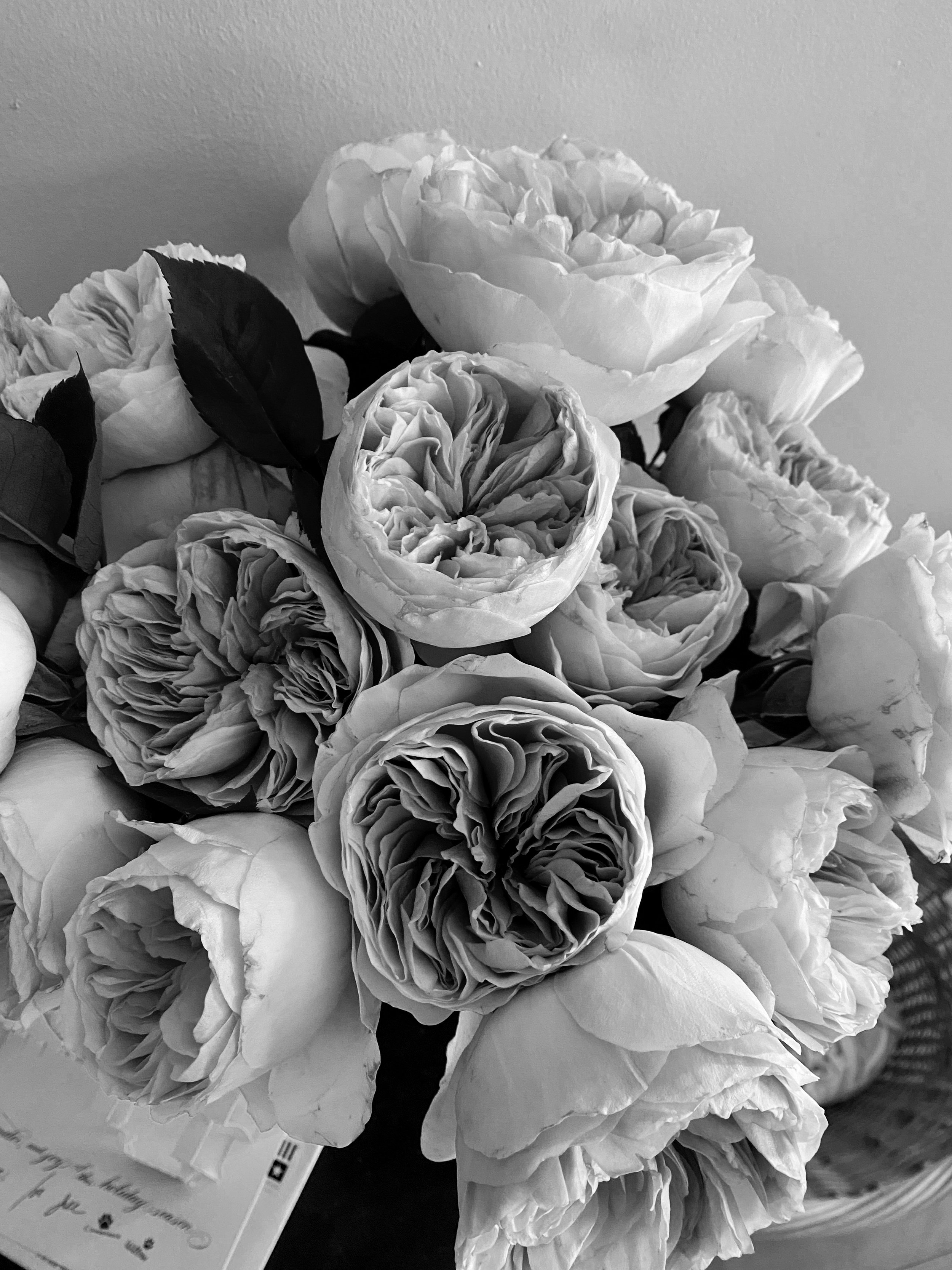 Floral — Samantha Iacia, Editor
