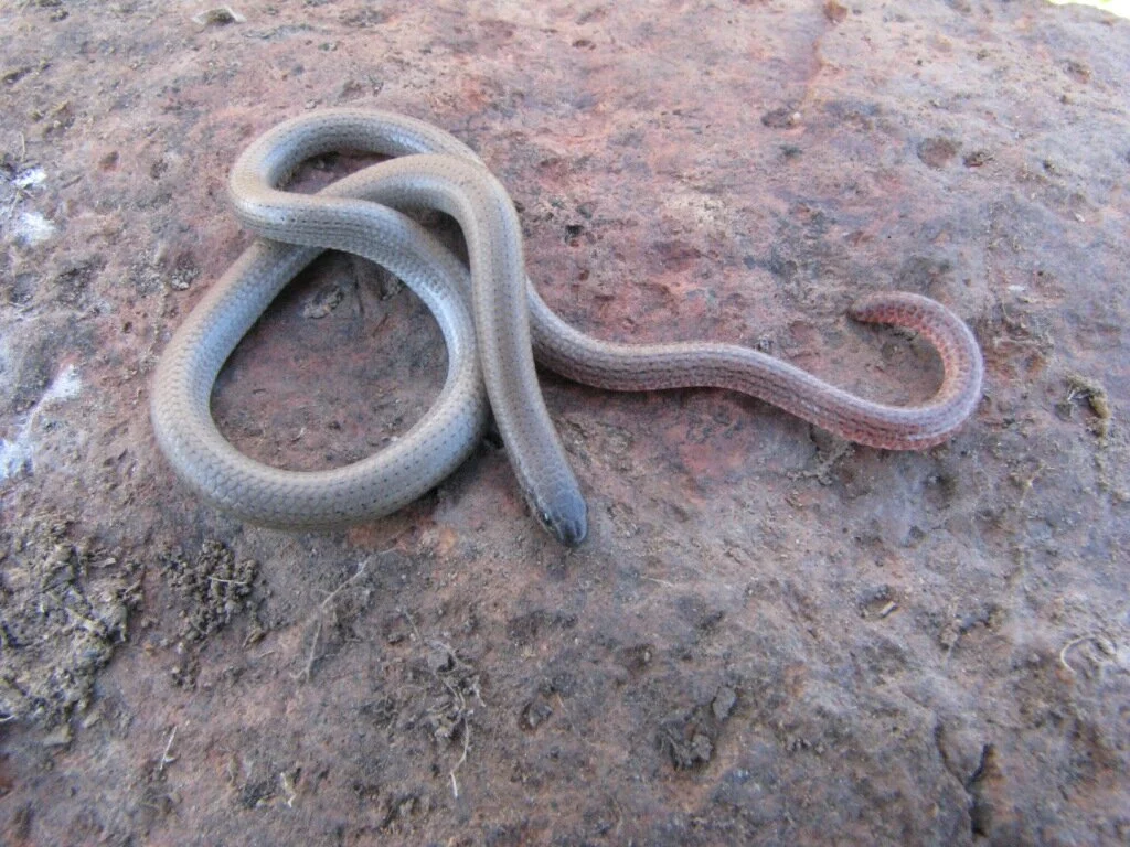 Ginninderry Conservation Trust