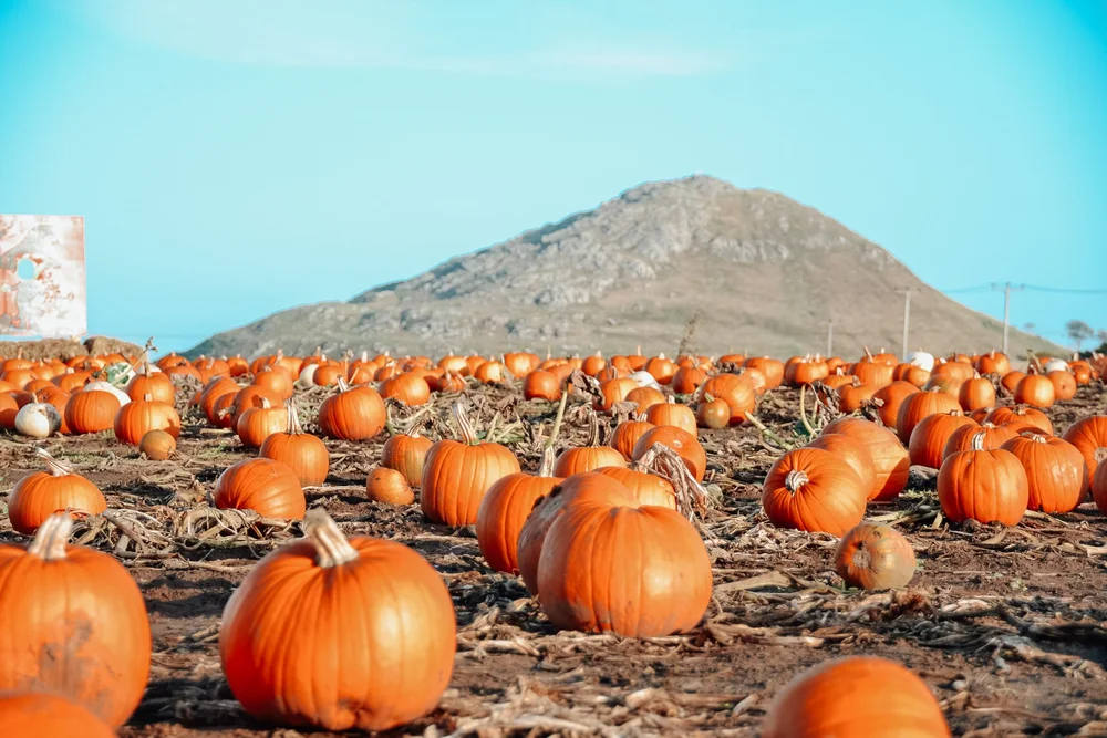 Balgone's Pumpkin Patch — Balgone Estate