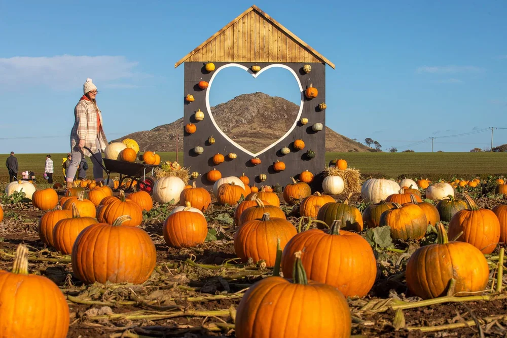 Balgone's Pumpkin Patch — Balgone Estate