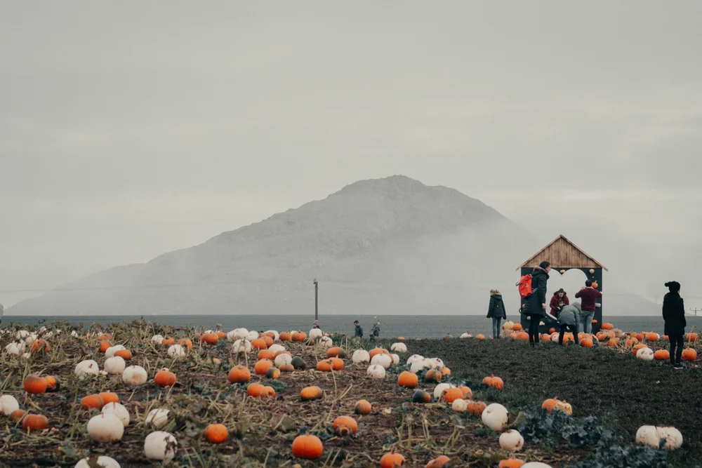 Balgone's Pumpkin Patch — Balgone Estate