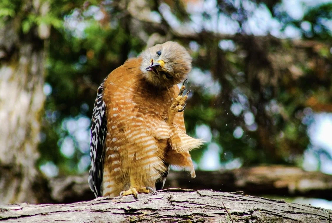 Services 2 — Cypress High School