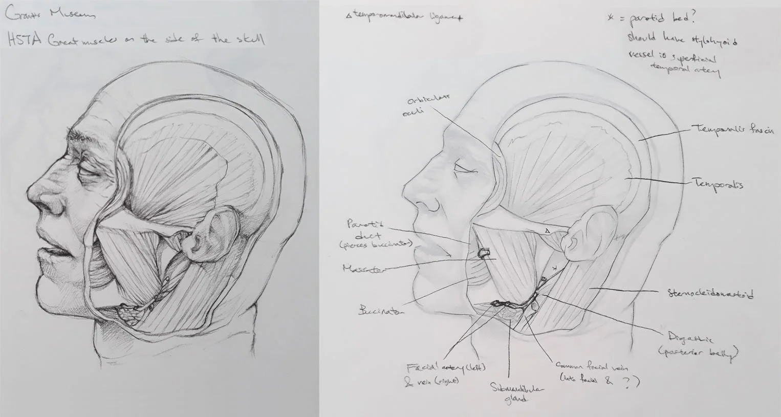 Great Muscles of the Face — B Cheung | Biomedical Illustration