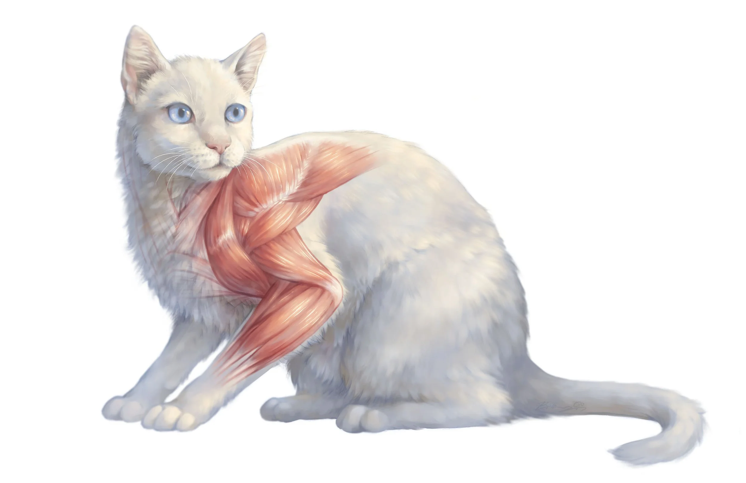 Forelimb Anatomy of the Cat — B Cheung | Biomedical Illustration