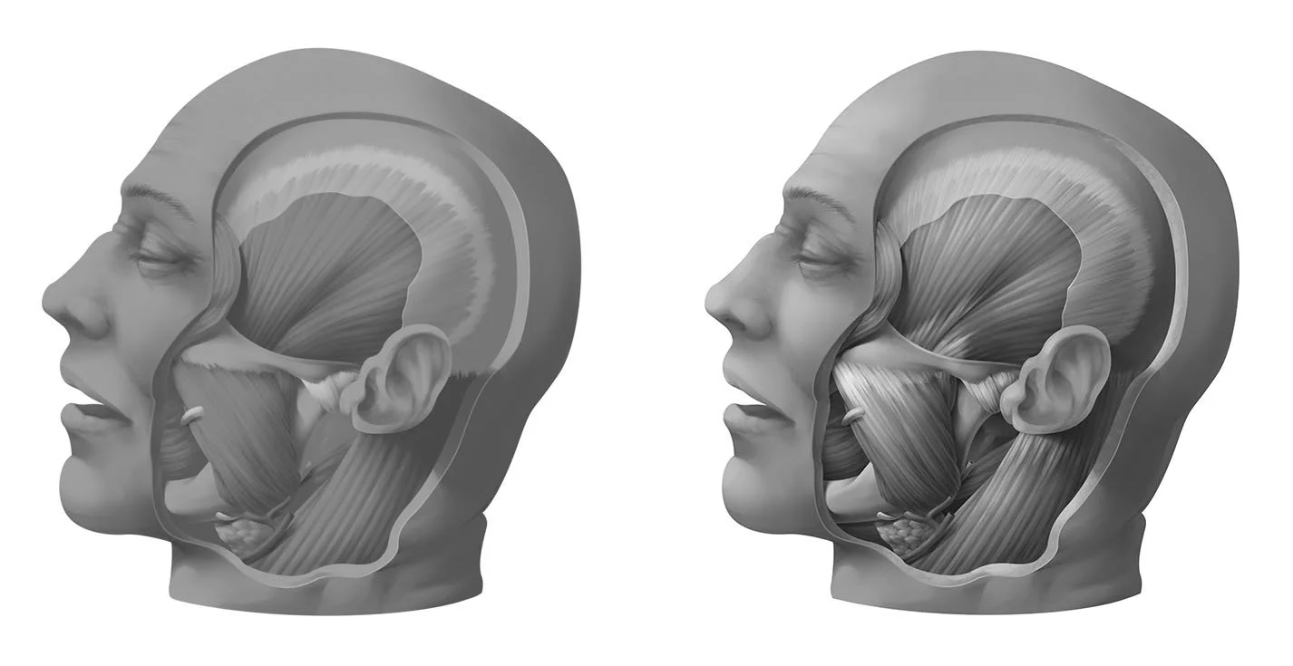 Great Muscles of the Face — B Cheung | Biomedical Illustration