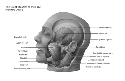 Great Muscles of the Face — B Cheung | Biomedical Illustration