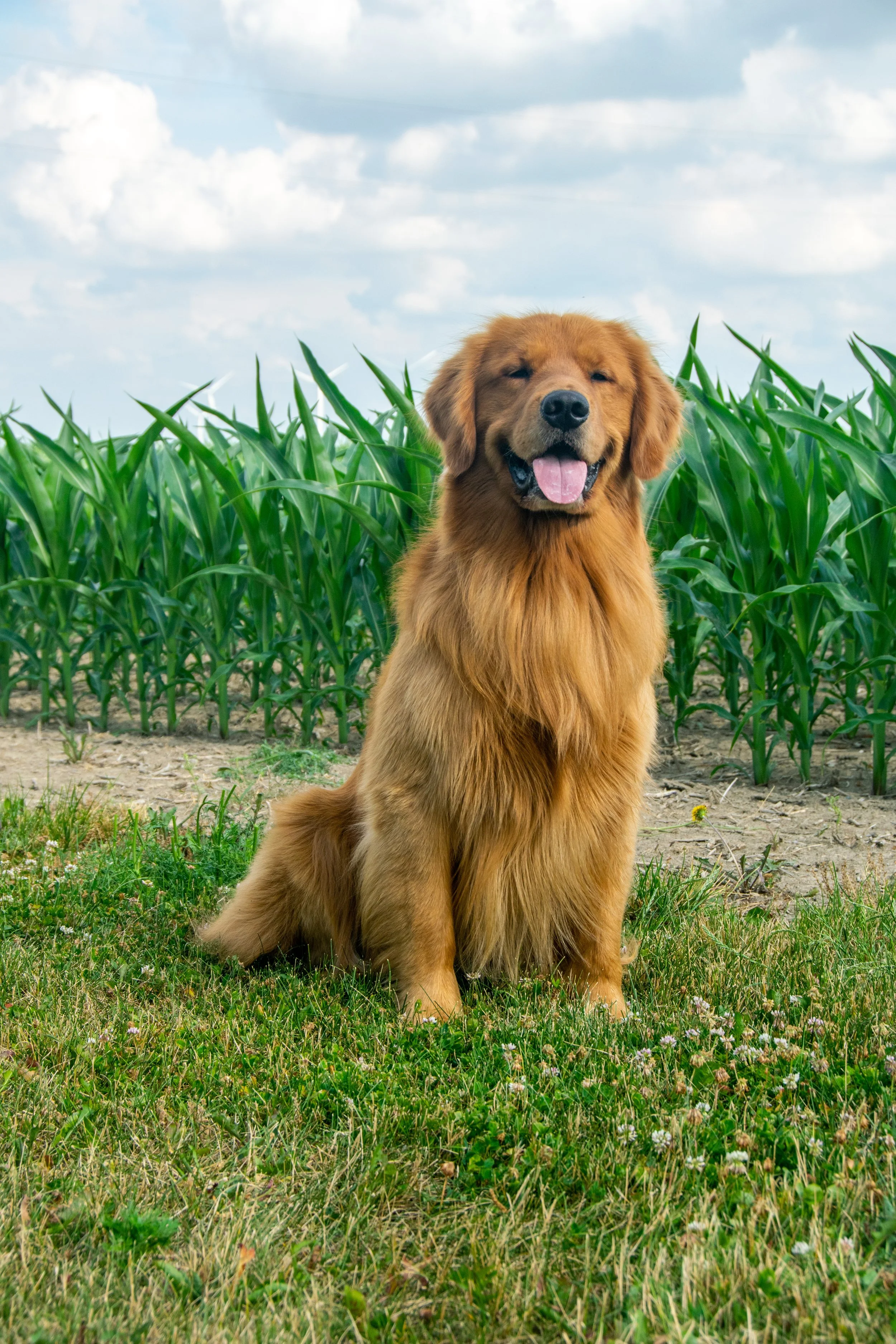 Pictures — Simba the Golden Retriever