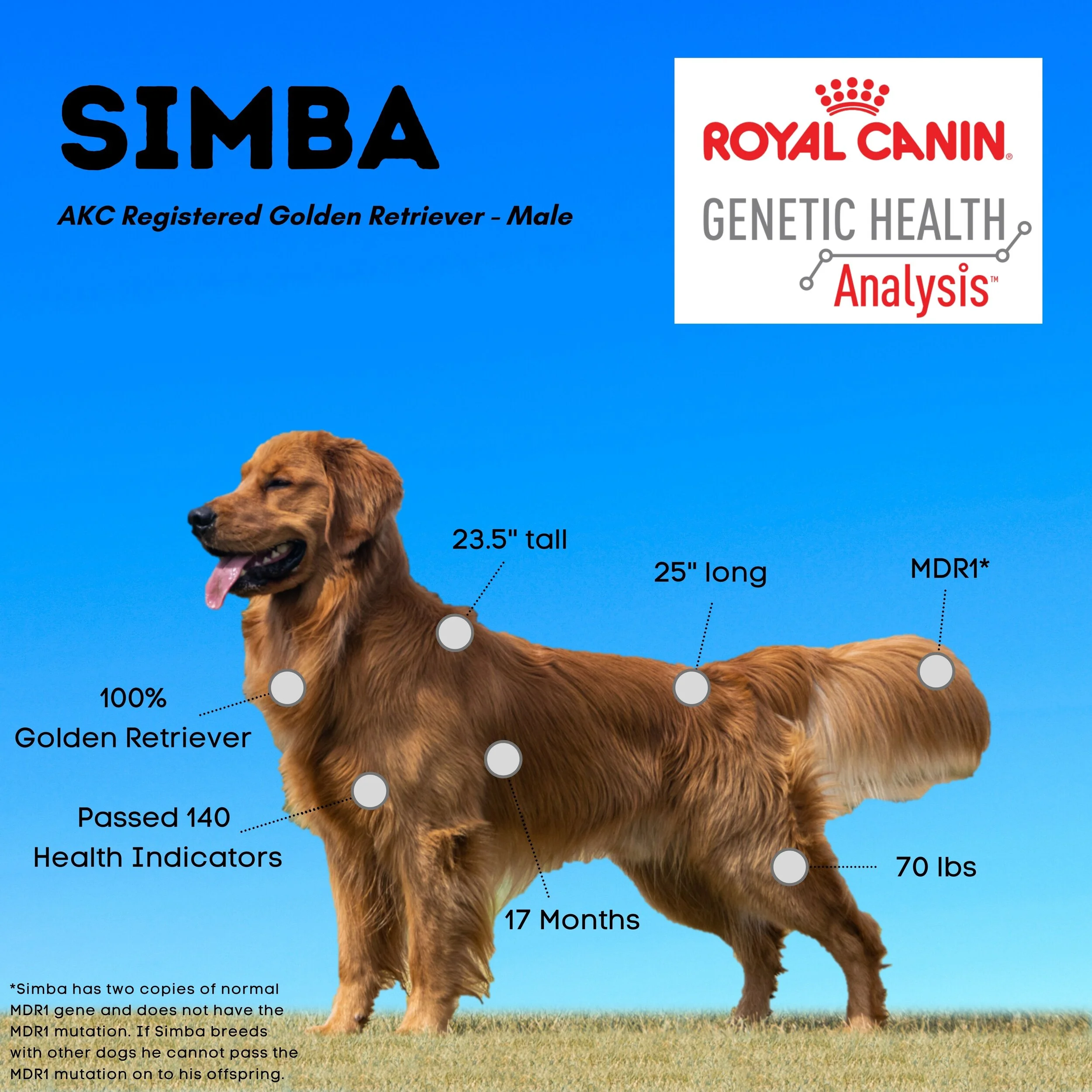 Simba the Golden Retriever