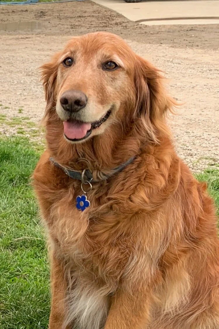 Simba the Golden Retriever