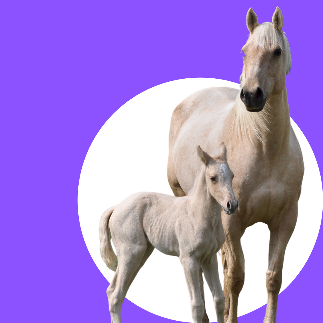 The Equine Ovary — Cavalcade Education