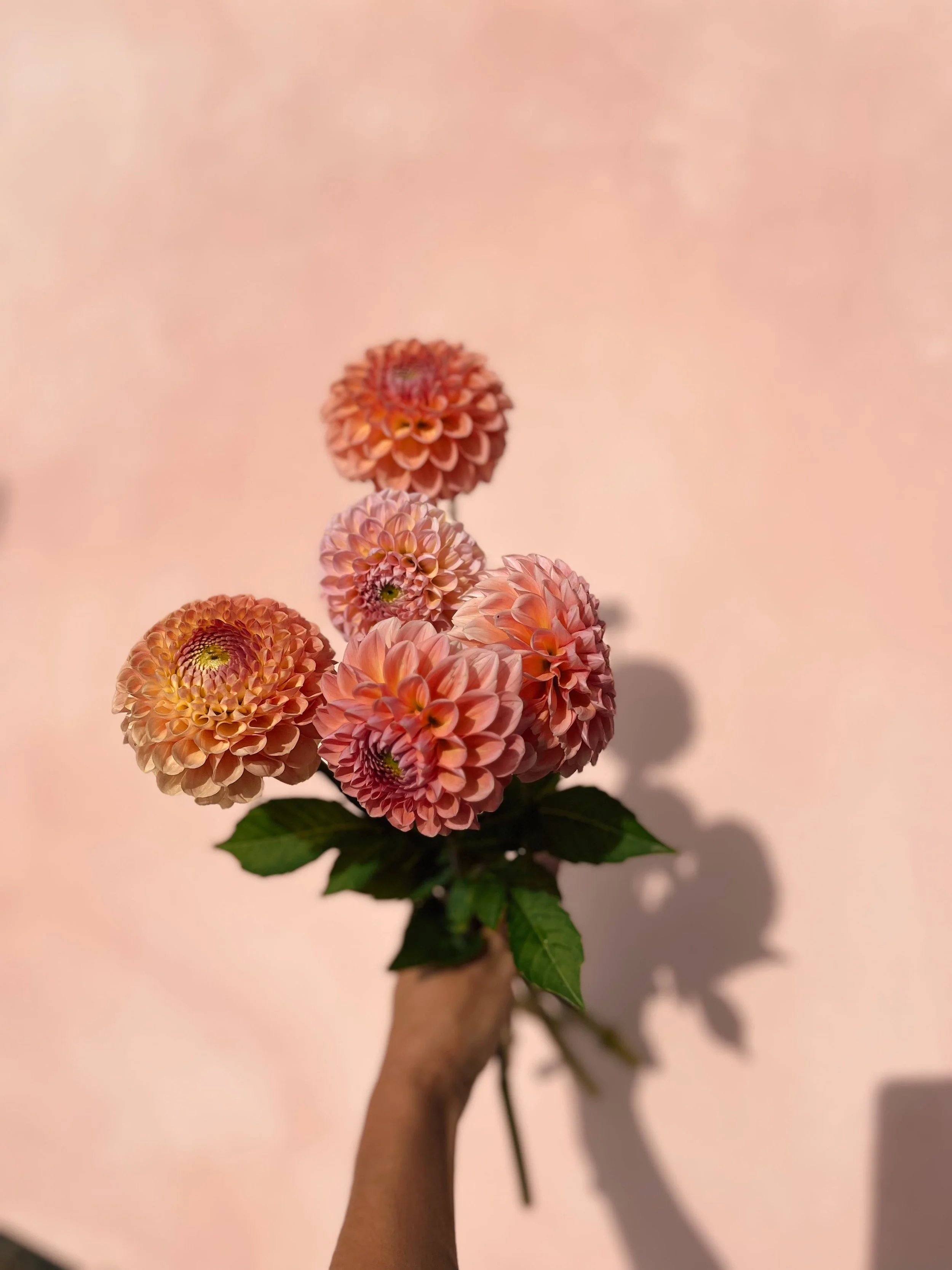 Les dahlias: Comment on les entrepose et les divise à la ferme — FERME ...