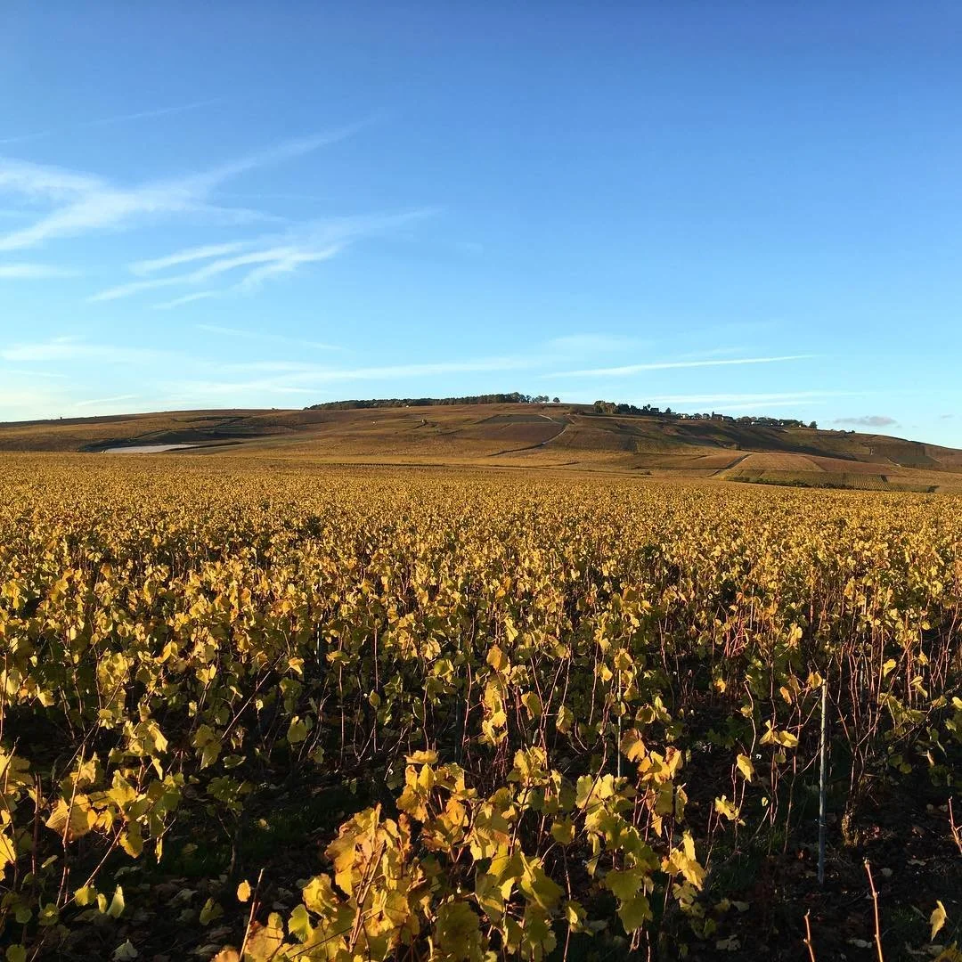 France | Champagne | Laurent Benard — Oz Wine Company