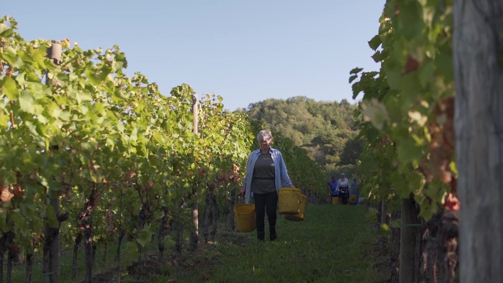 Italy | Friuli-Venezia Giulia | Cantina Cormons — Oz Wine Company