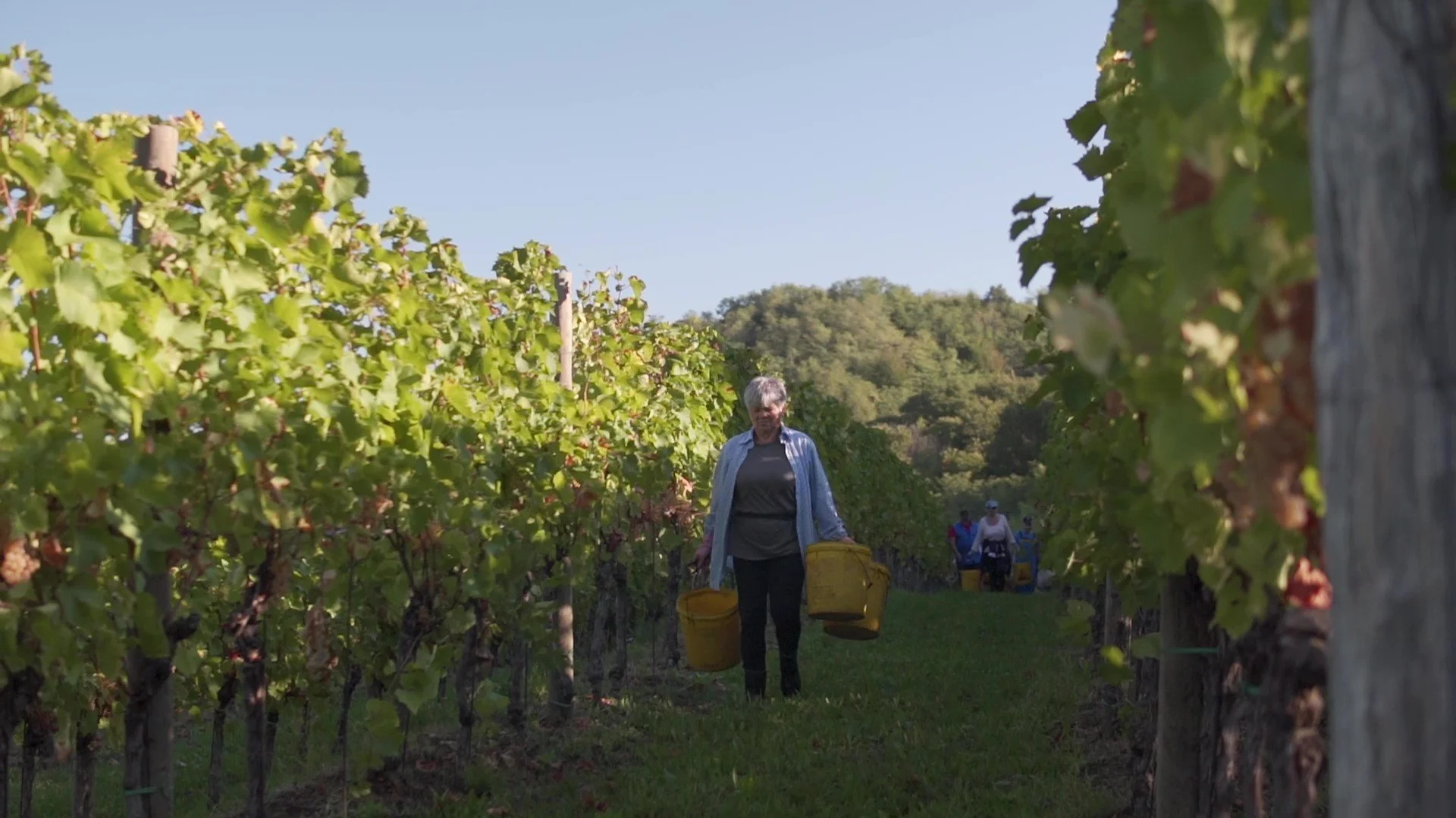 Italy | Friuli-Venezia Giulia | Cantina Cormons — Oz Wine Company