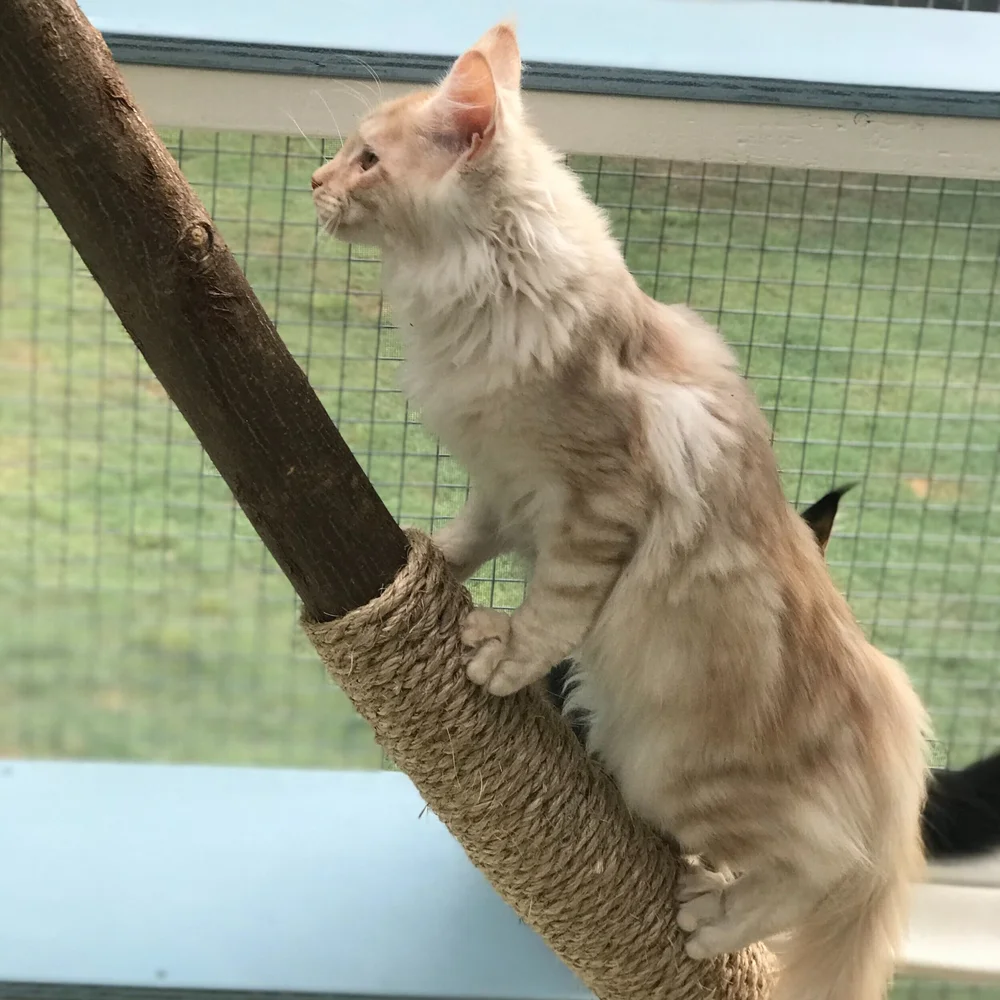 Customize Your Catio — Catio Bob The Catio Builder