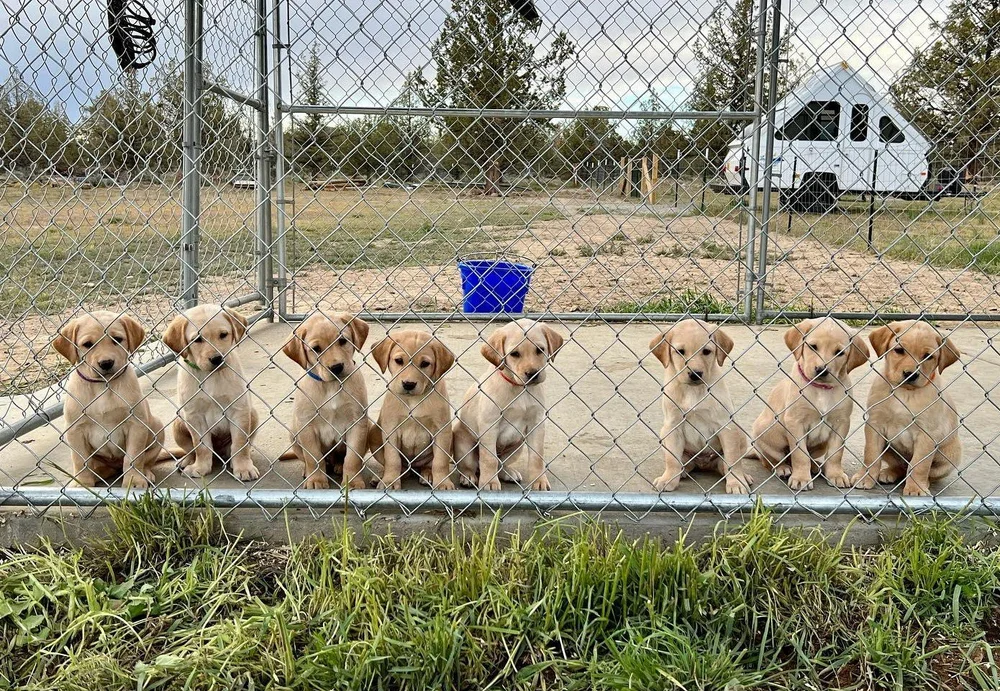 Rose Ranch Retrievers