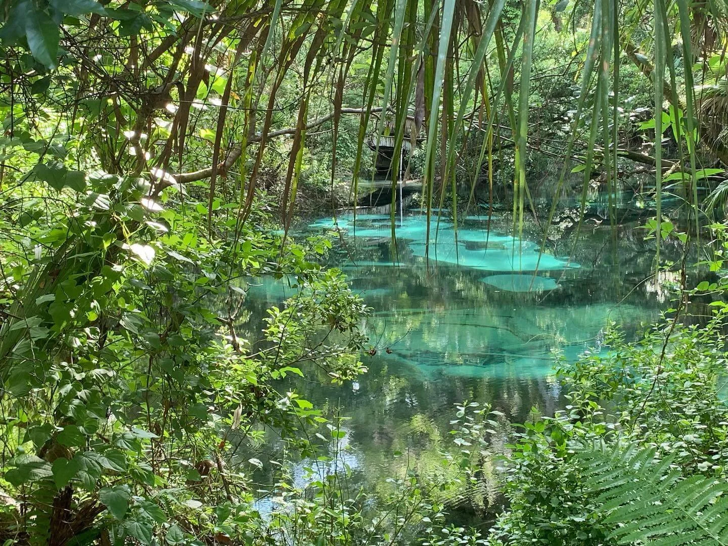 Juniper Springs - Updated 2024 Guide