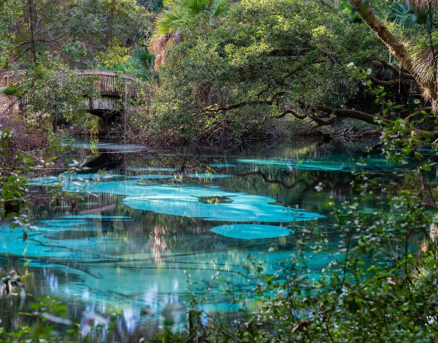 Juniper Springs - Updated 2024 Guide
