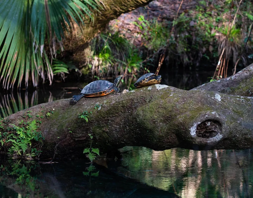 Juniper Springs - Updated 2024 Guide