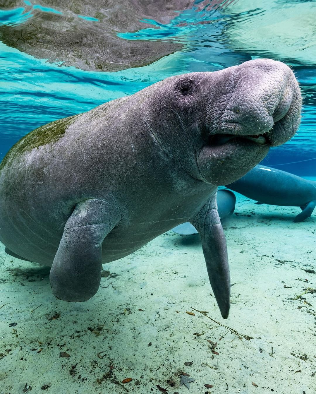 5 Natural Springs Near Orlando - Complete Guide