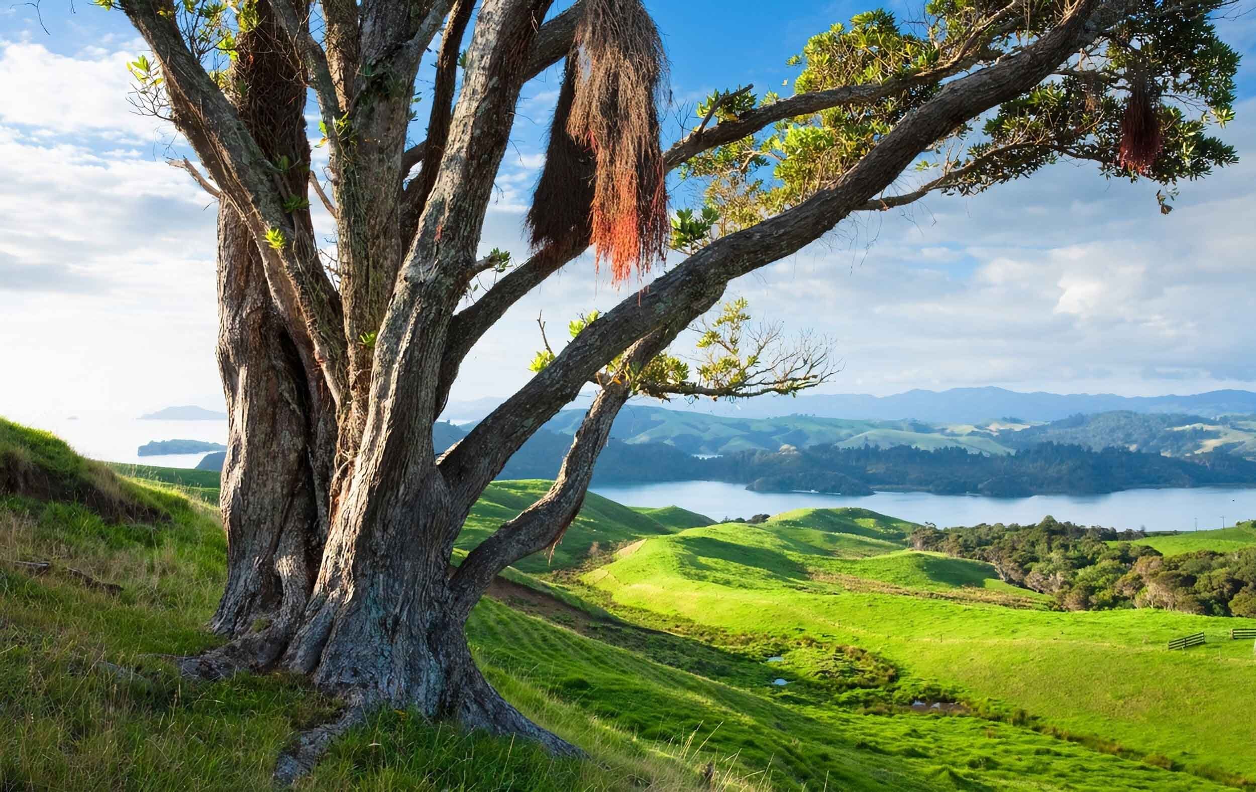 Coromandel Coastal Walkway | Self-Guided NZ Walk — Hike & Bike Coromandel