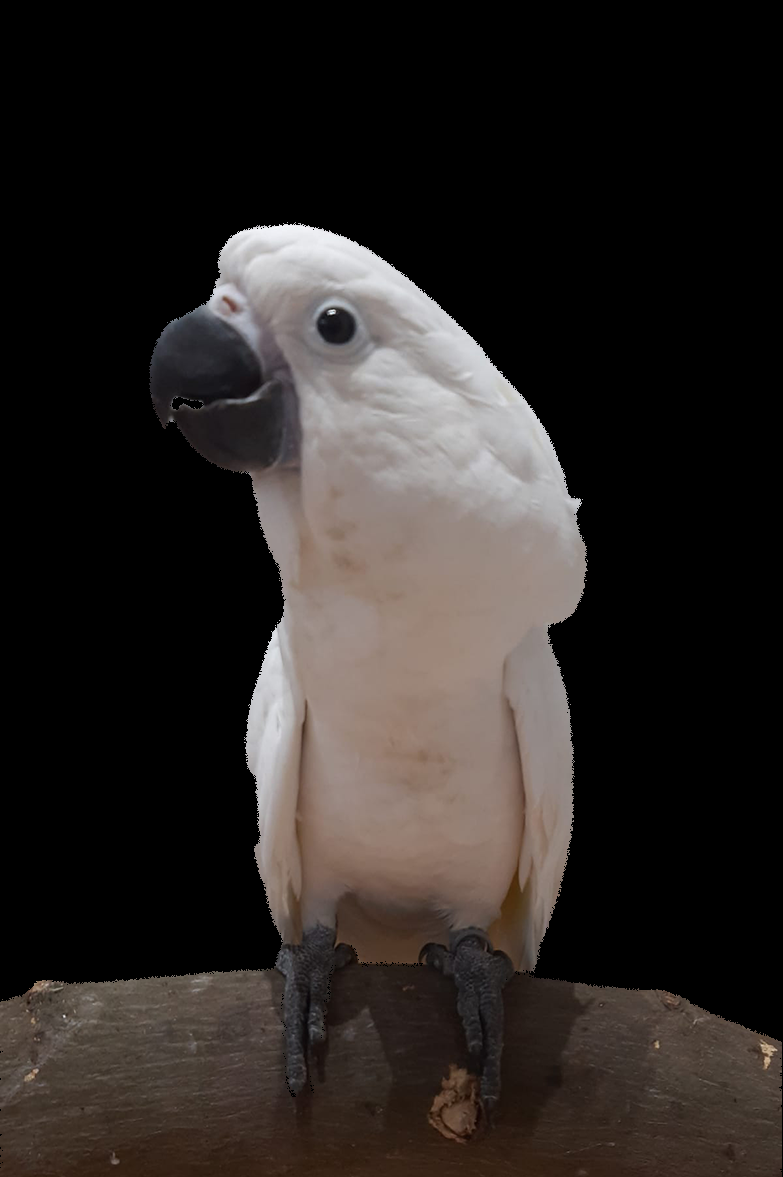 Male Umbrella Cockatoo