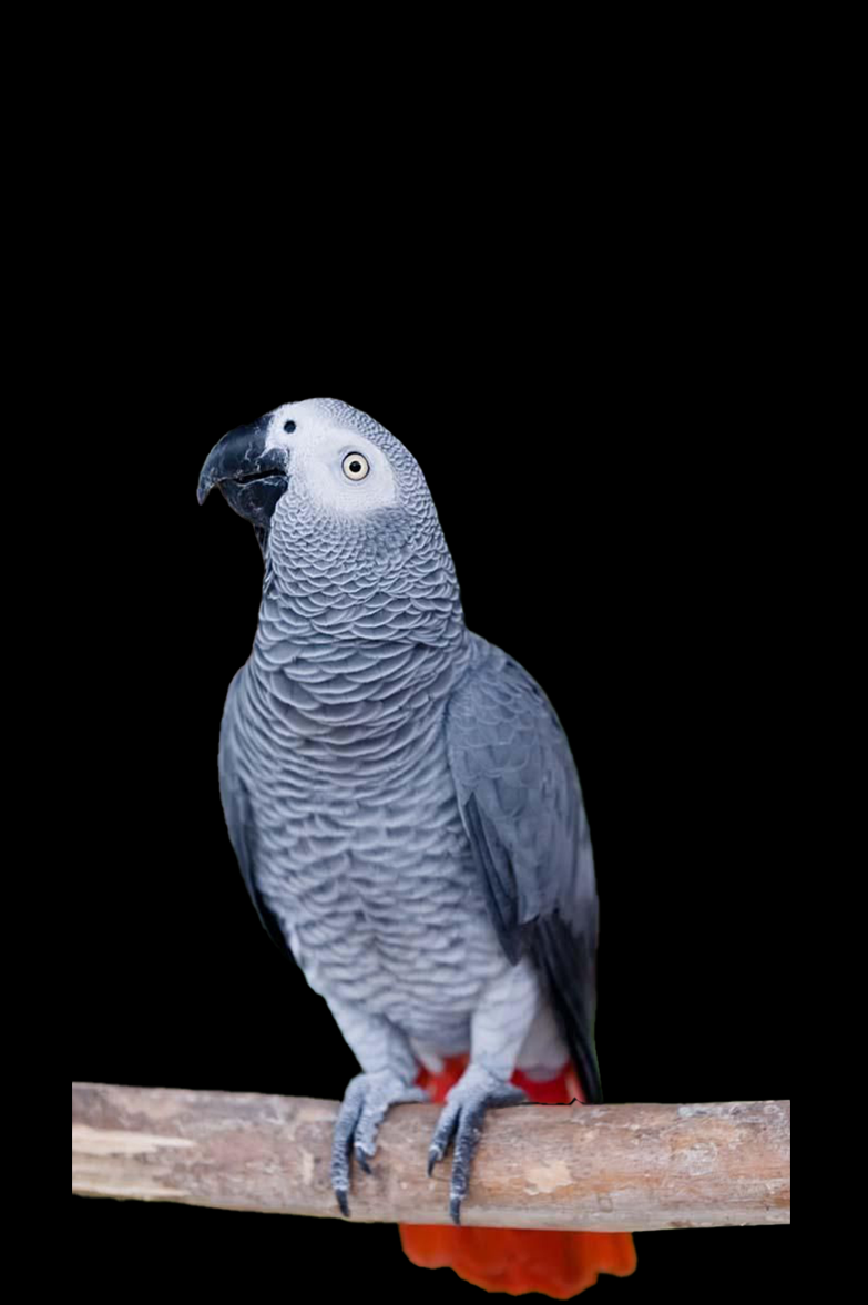 African Grey Parrot Background Bird African Grey Parrot Flying Stock