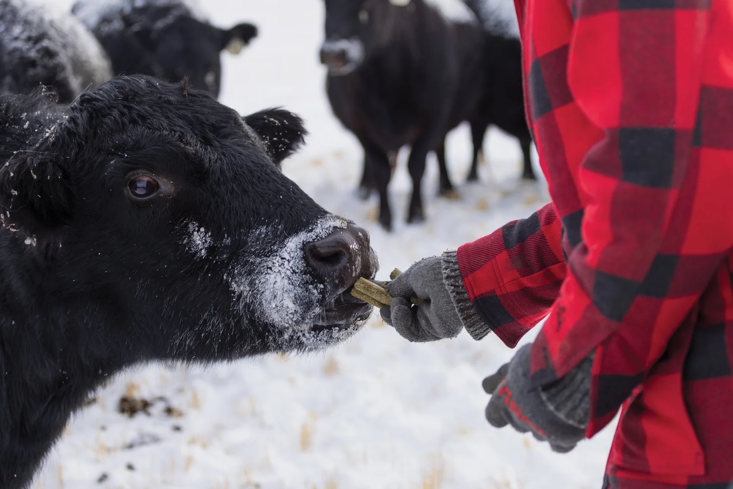 Ranch Raised Media