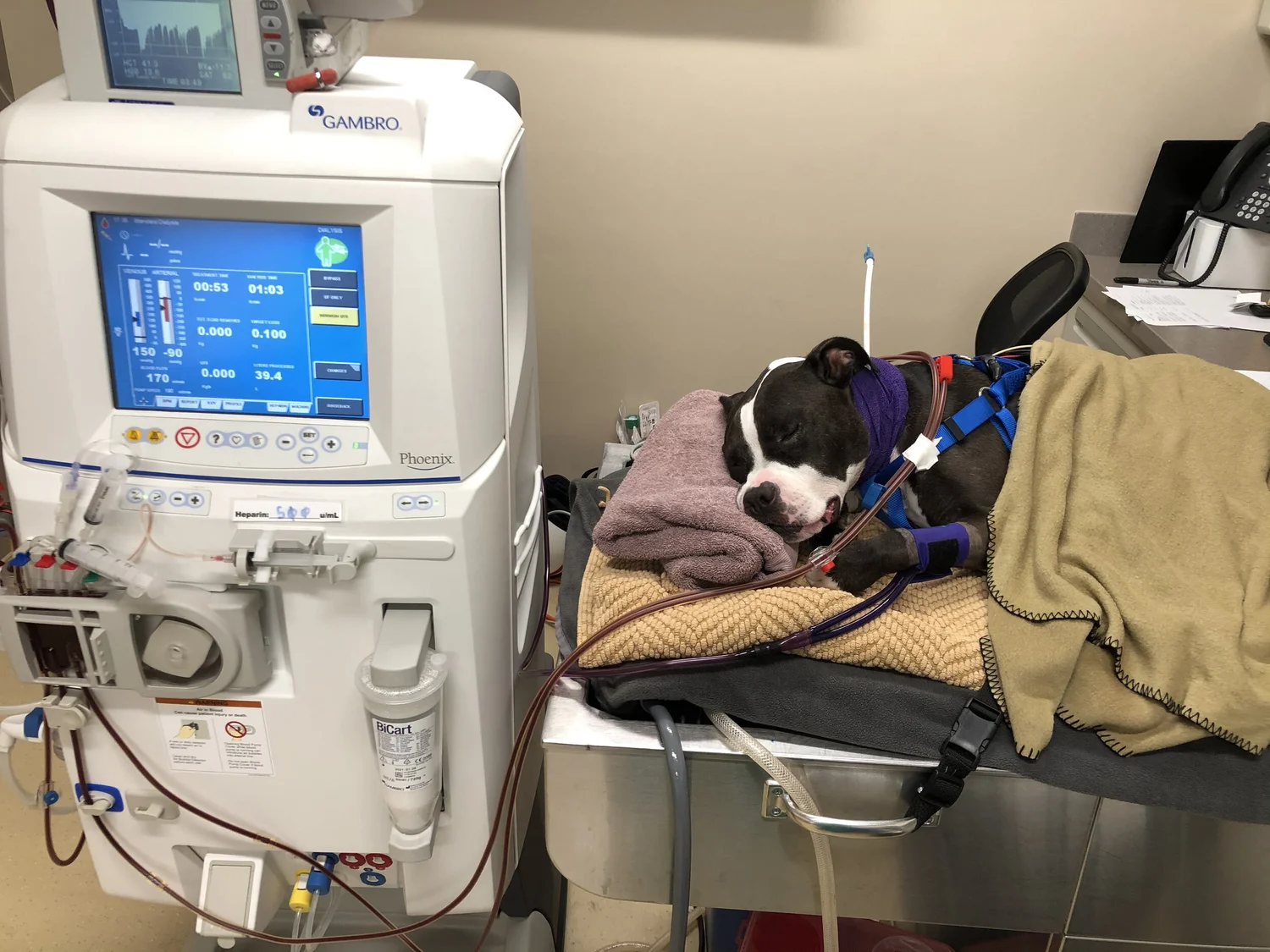 Hemodialysis Academy