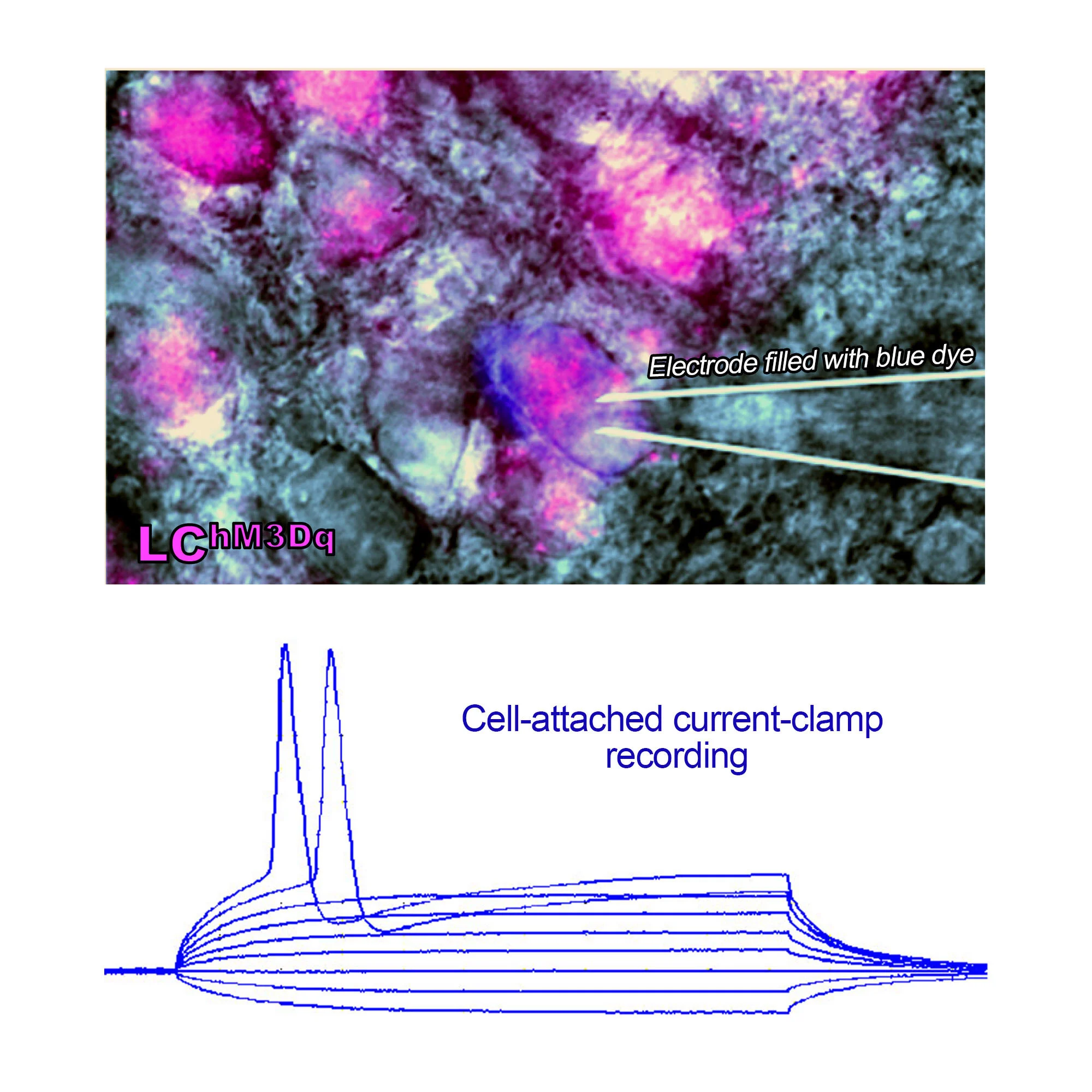 Modern Toolbox for Circuit Neuroscience — SCIOLINO LAB