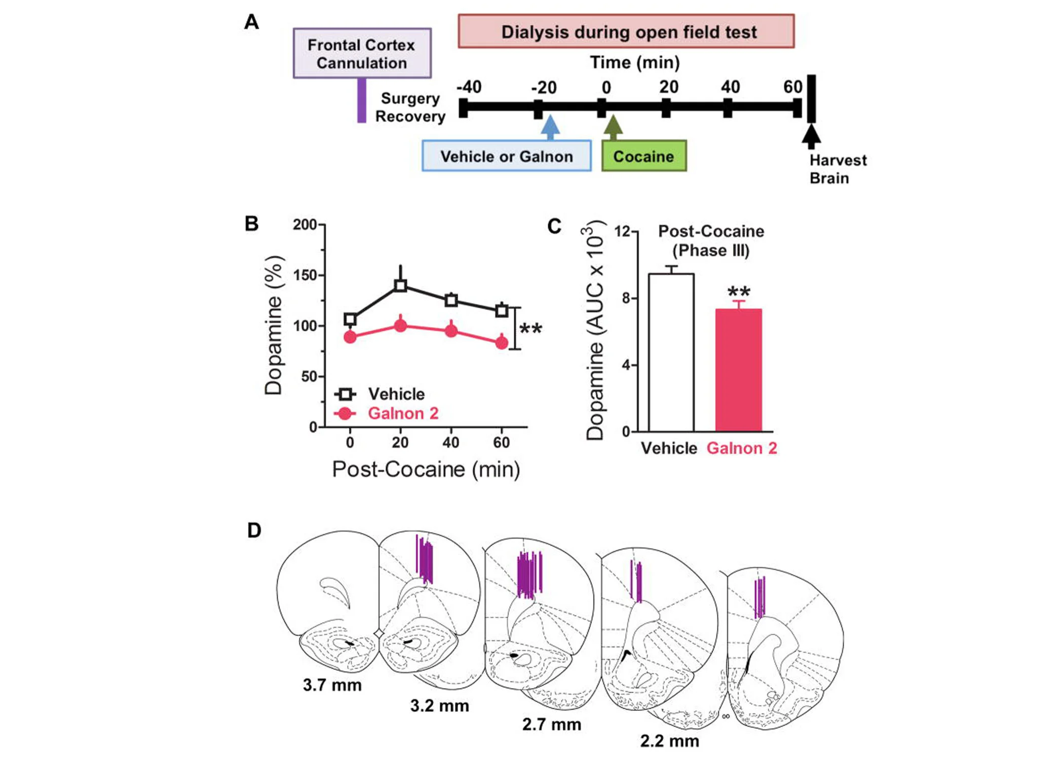 Modern Toolbox for Circuit Neuroscience — SCIOLINO LAB