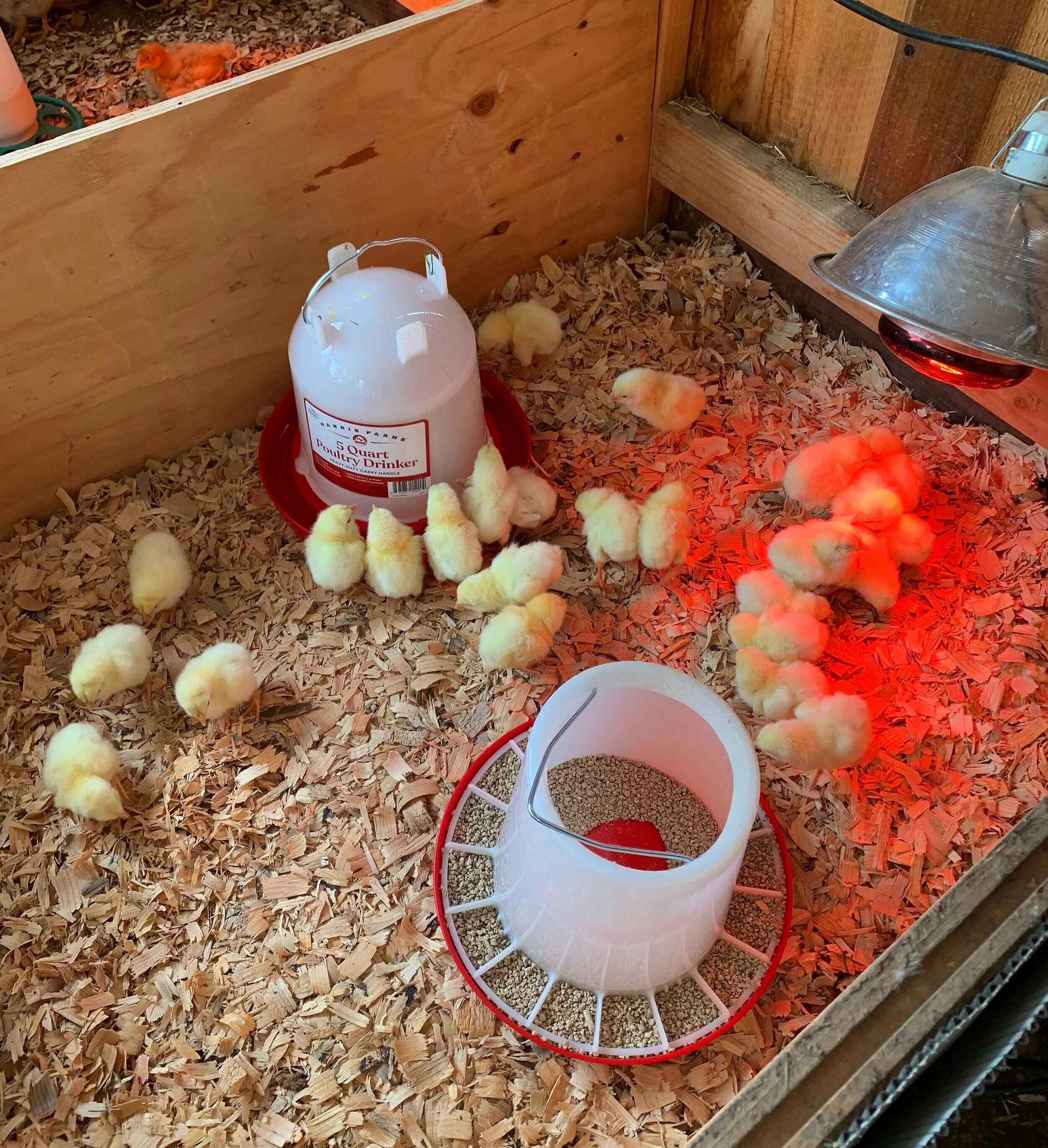 Raising baby chicks — Dovecote Family Farmstead