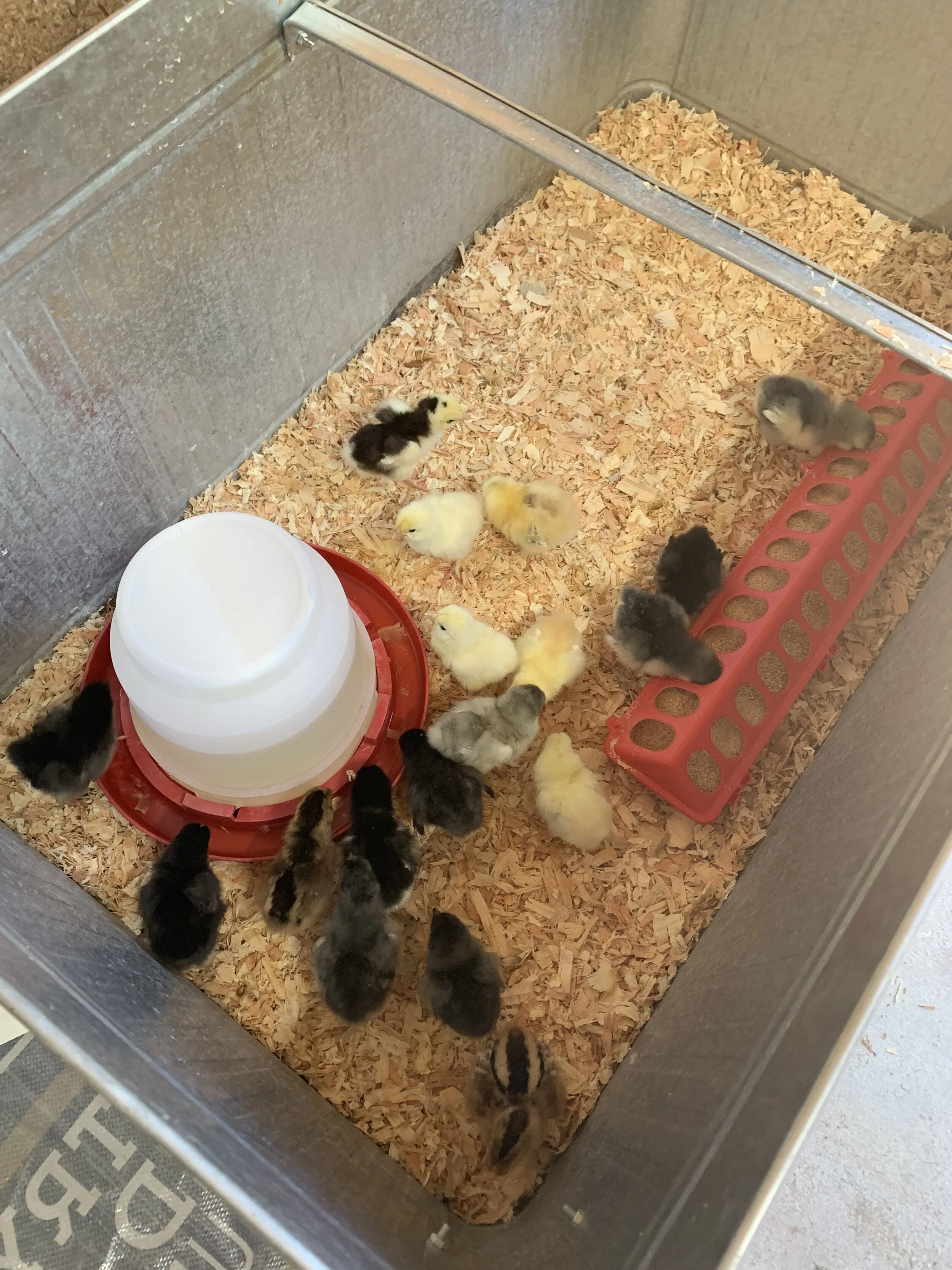Raising baby chicks — Dovecote Family Farmstead