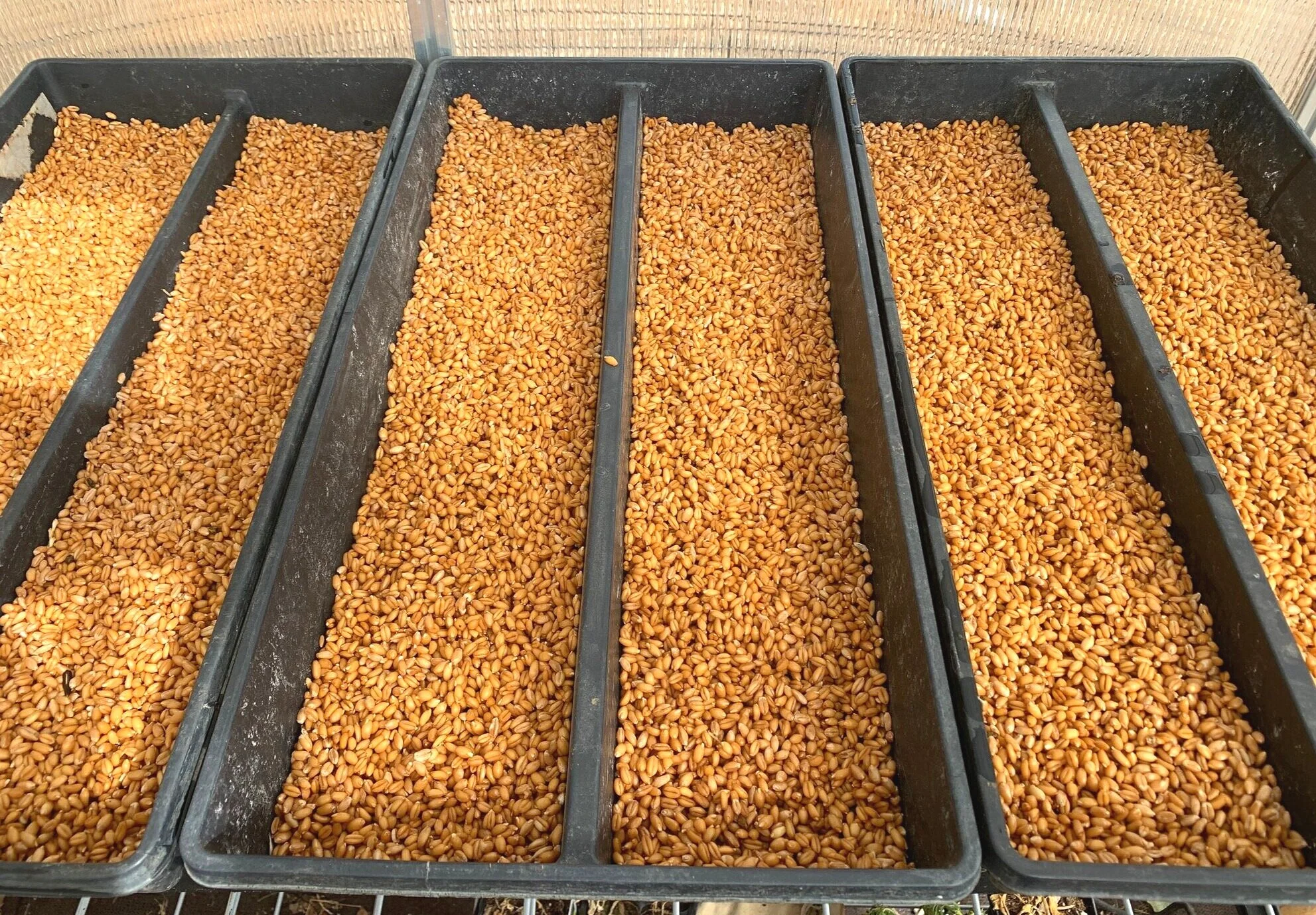 Growing fodder for your chickens — Dovecote Family Farmstead