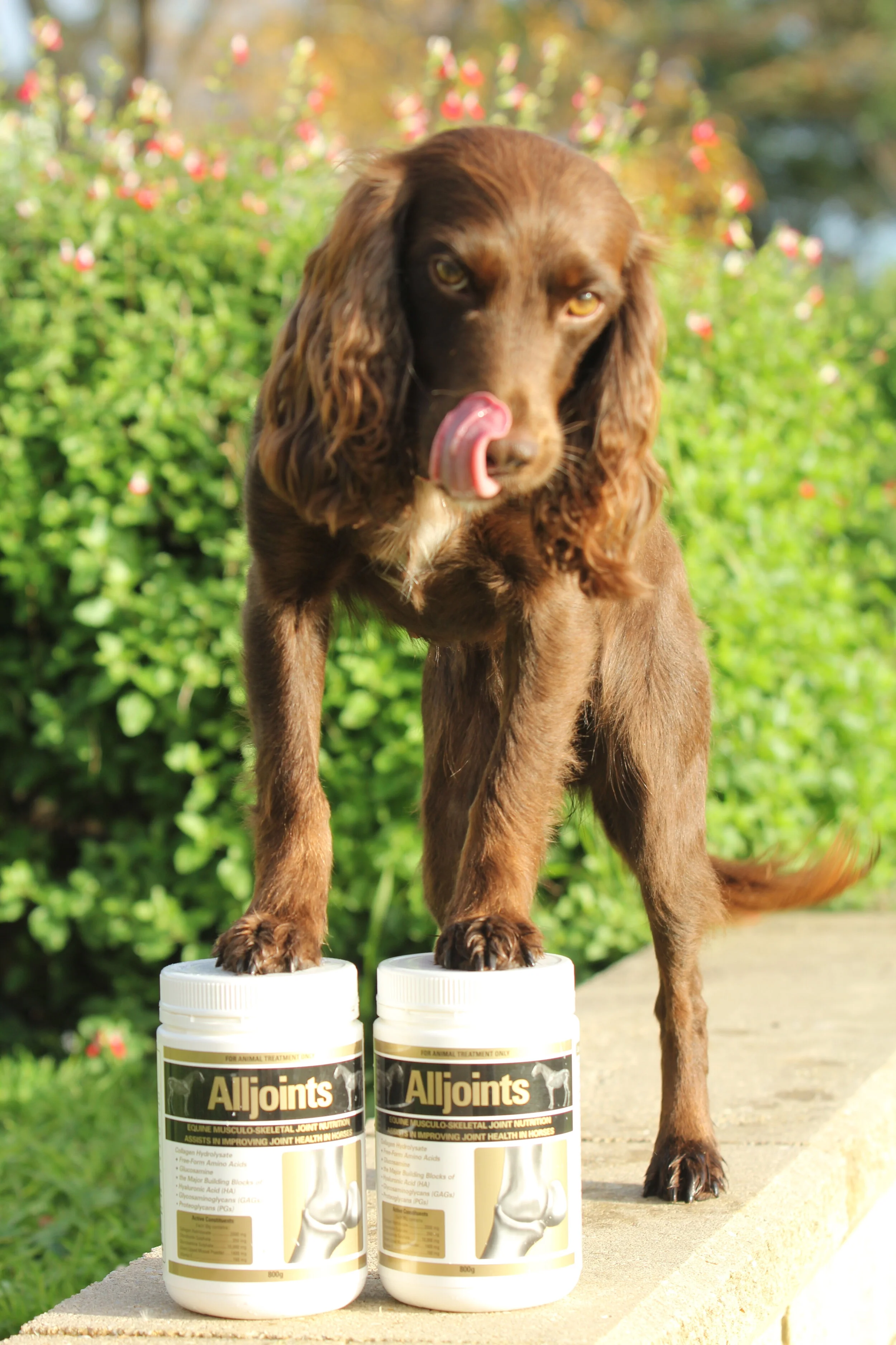Randlab Alljoints Joint Supplement — Balanced Animals