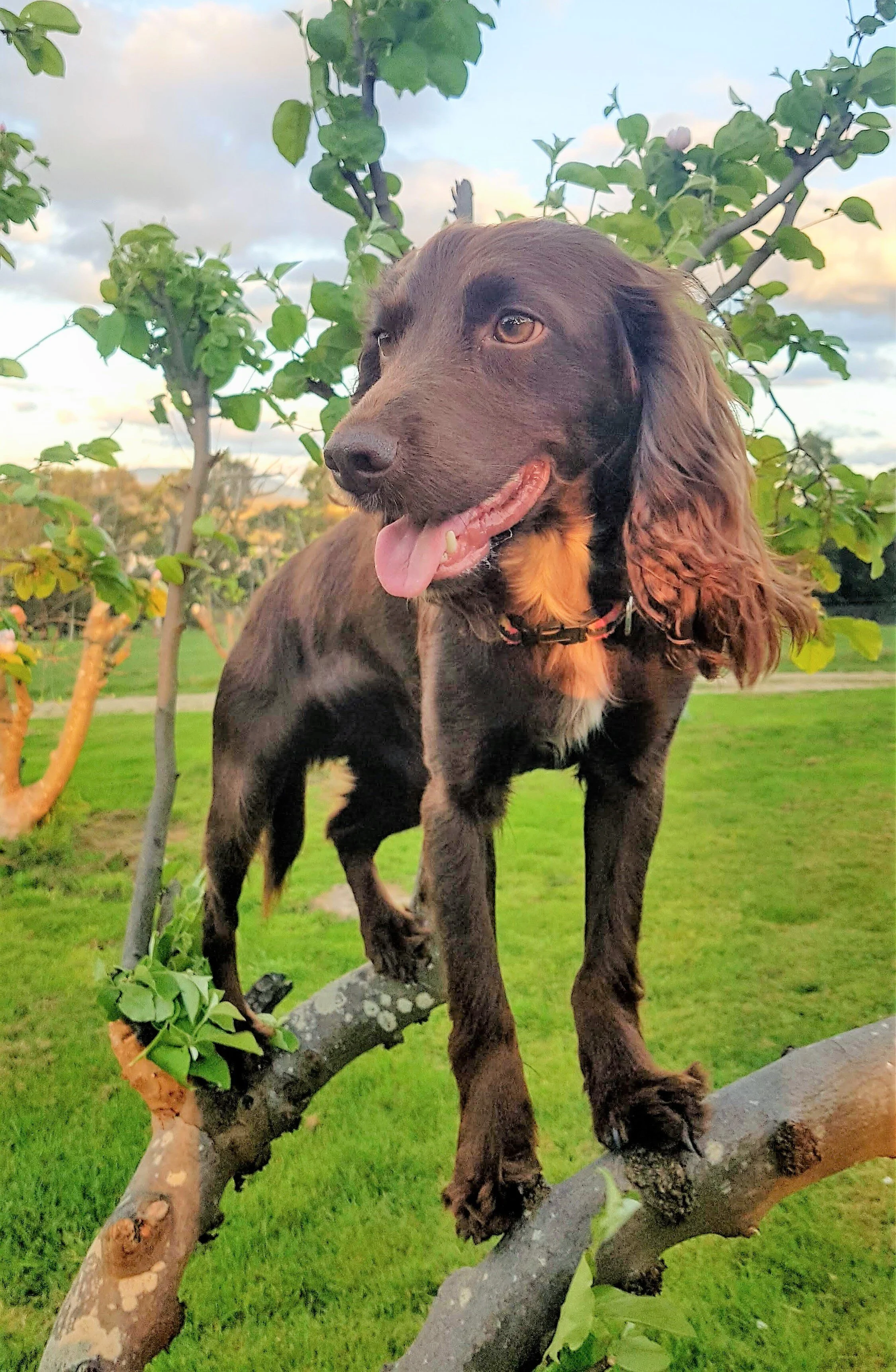 Our Team — Balanced Animals