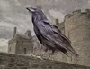 The Wisdom and Knowledge of the Shrewd Raven: Symbolism and Insights ...
