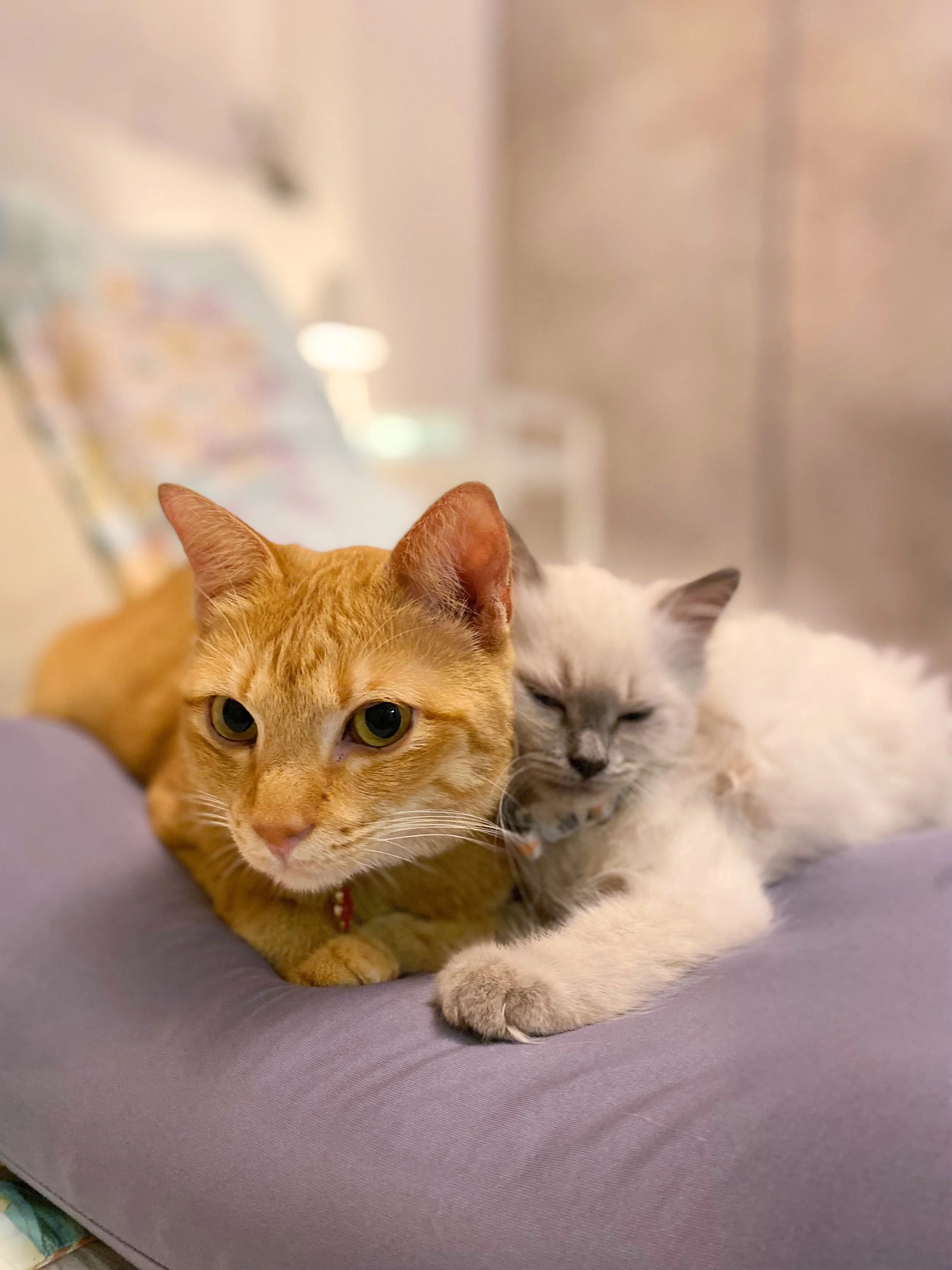Jia Xuan & Tara — Metta Cats & Dogs Sanctuary