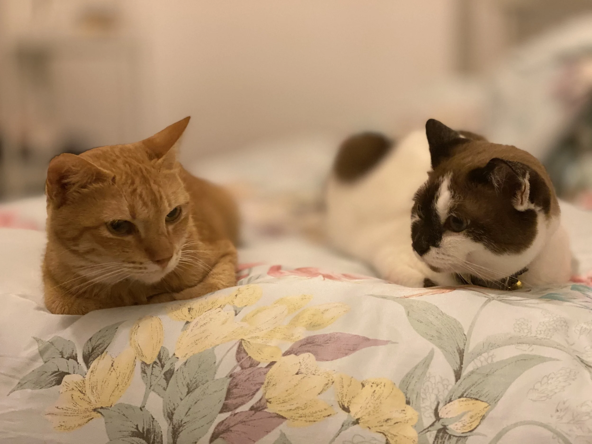 Jia Xuan & Tara — Metta Cats & Dogs Sanctuary