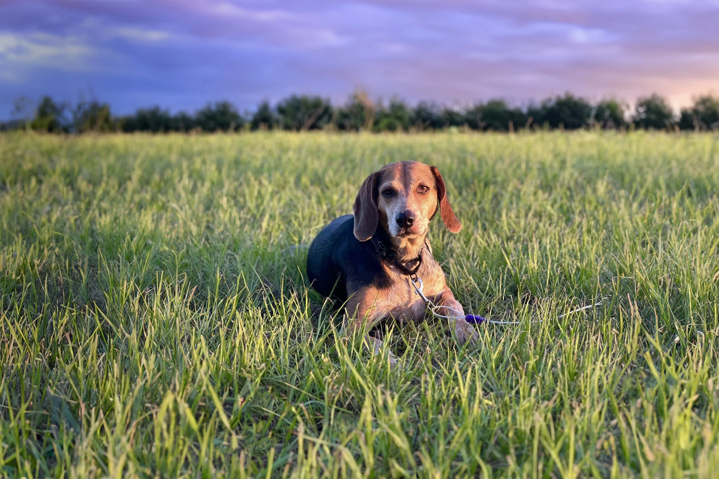 Riley's Rescue of Brevard