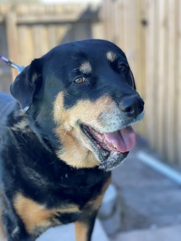 Riley's Rescue of Brevard