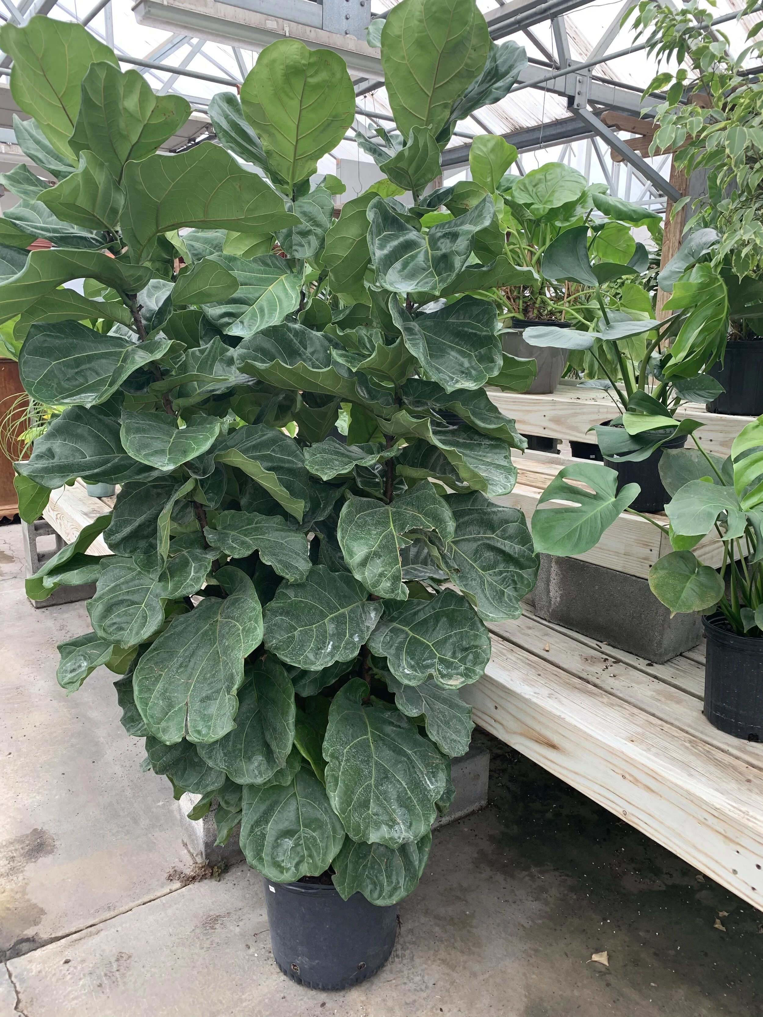 Indoor Trees — Michaleen's Plants