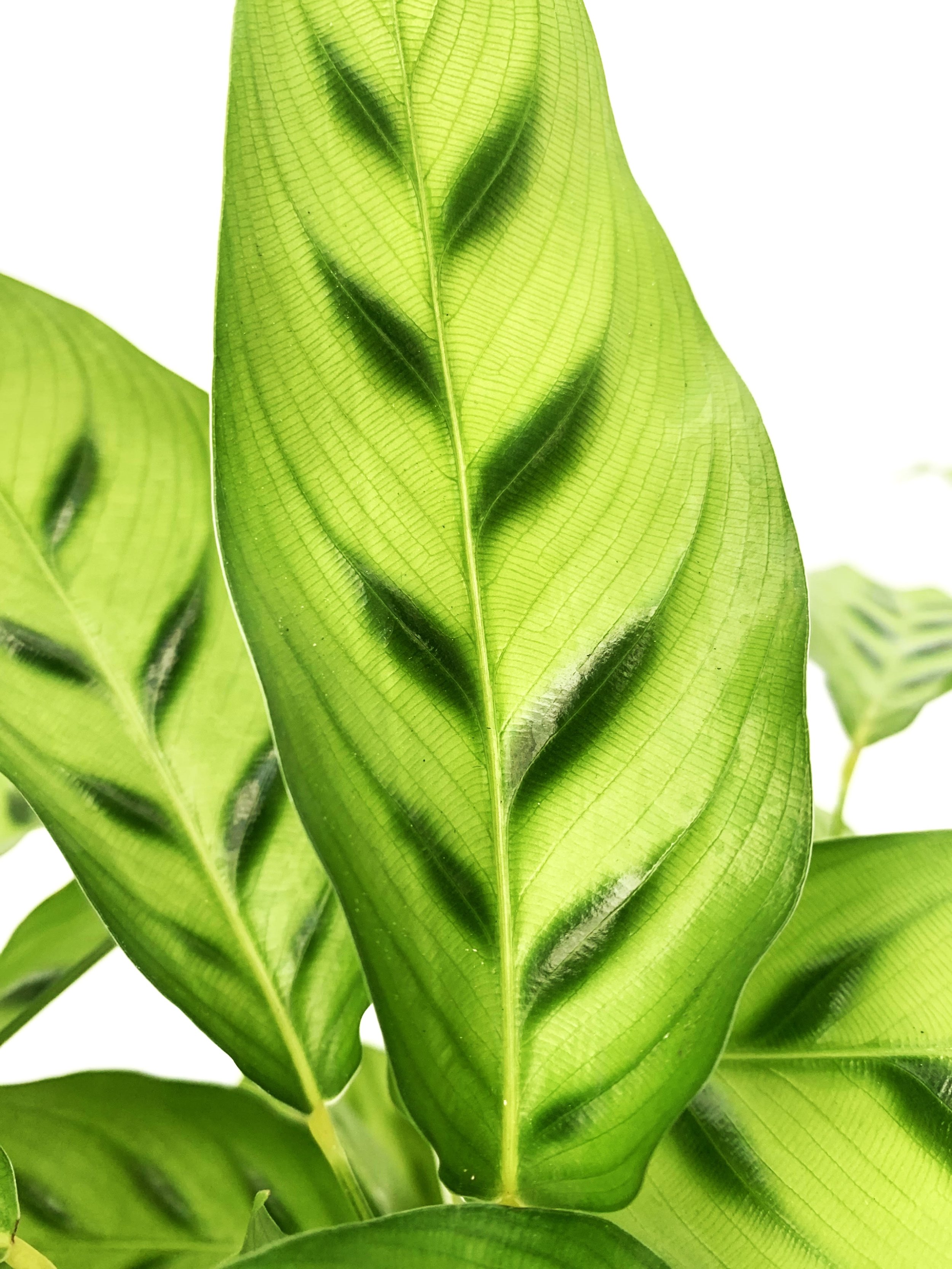 Calathea — Michaleen's Plants